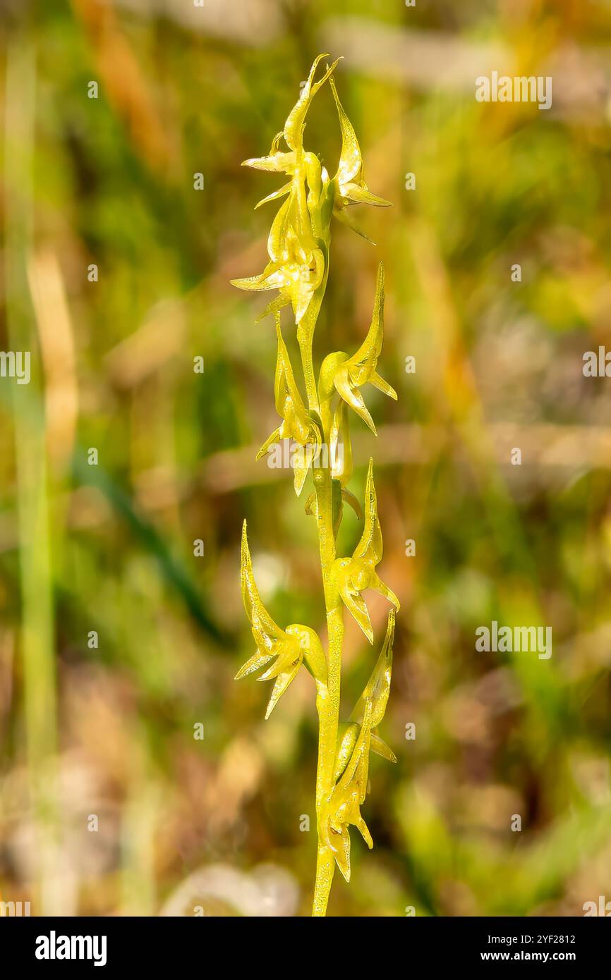 Prasophyllum gracile, Little Laughing Leek Orchid Stock Photo - Alamy