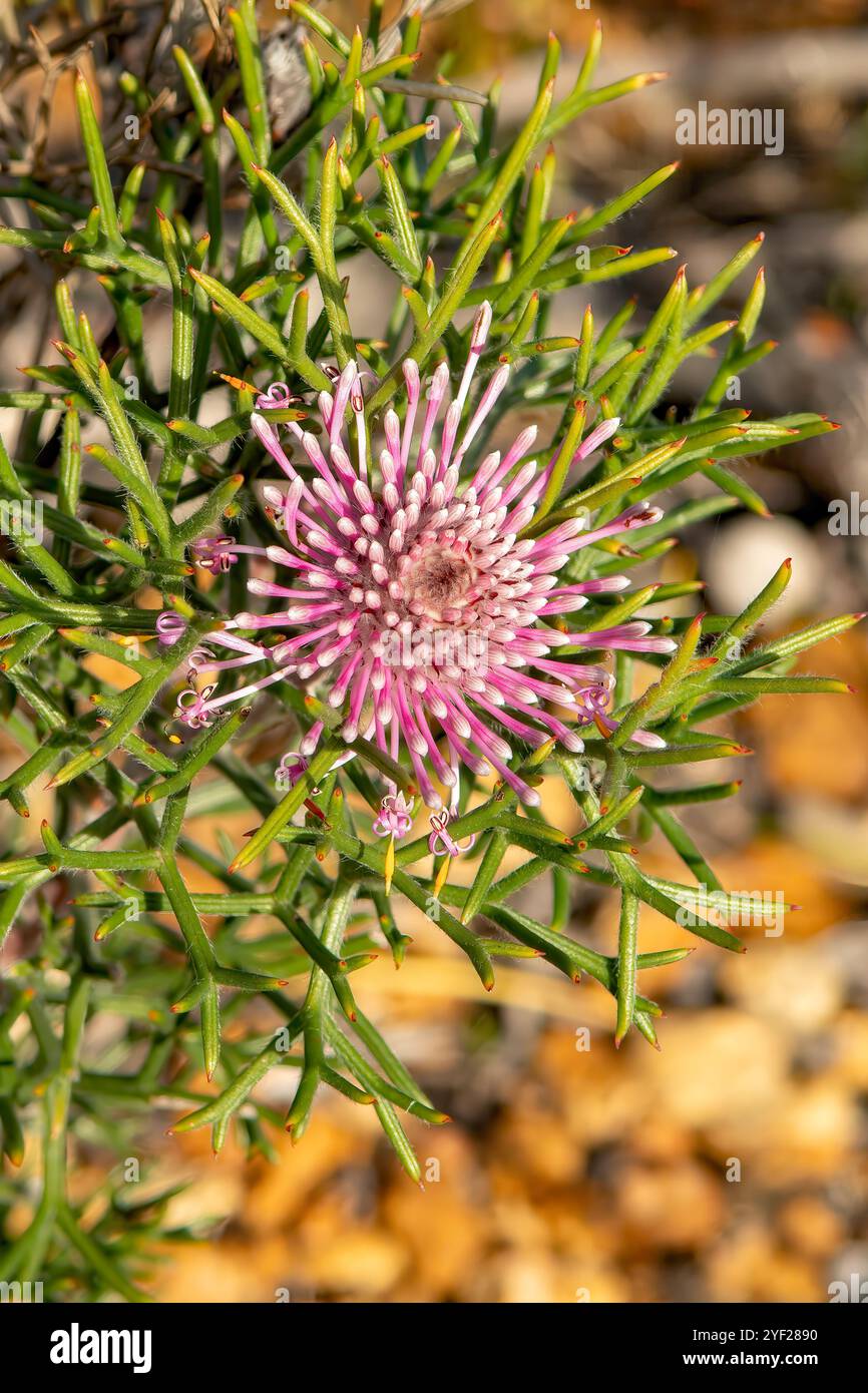 Isopogon formosus, Rose Coneflower Stock Photo - Alamy