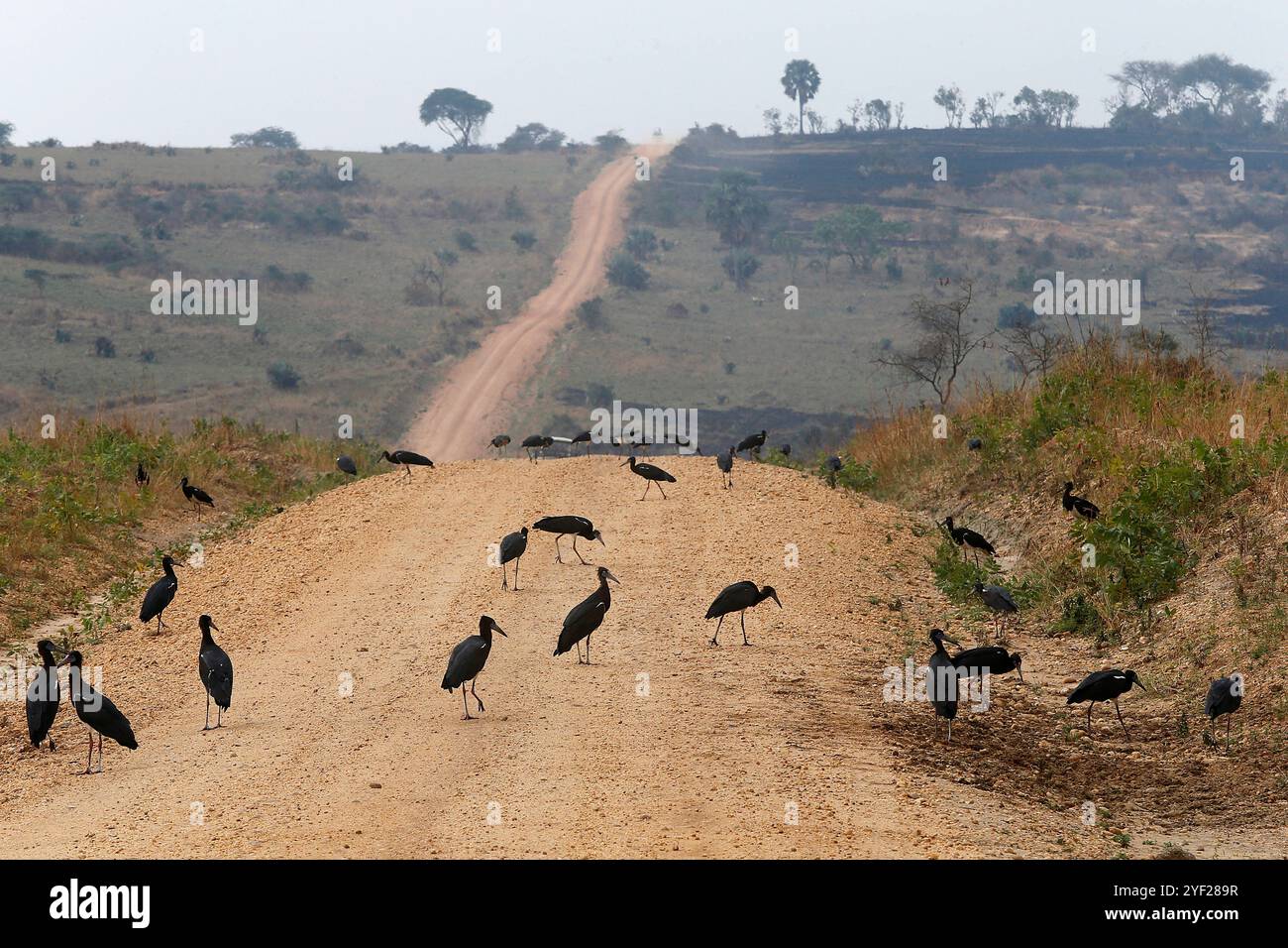 Road in Murchison national park, Uganda Road in Murchison national park ...