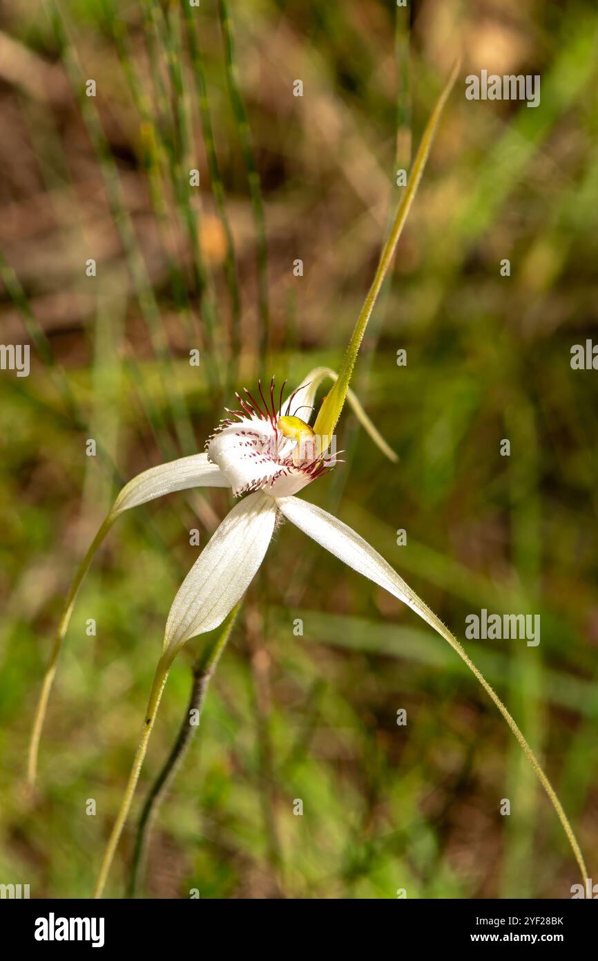 White spider orchid hi-res stock photography and images - Alamy