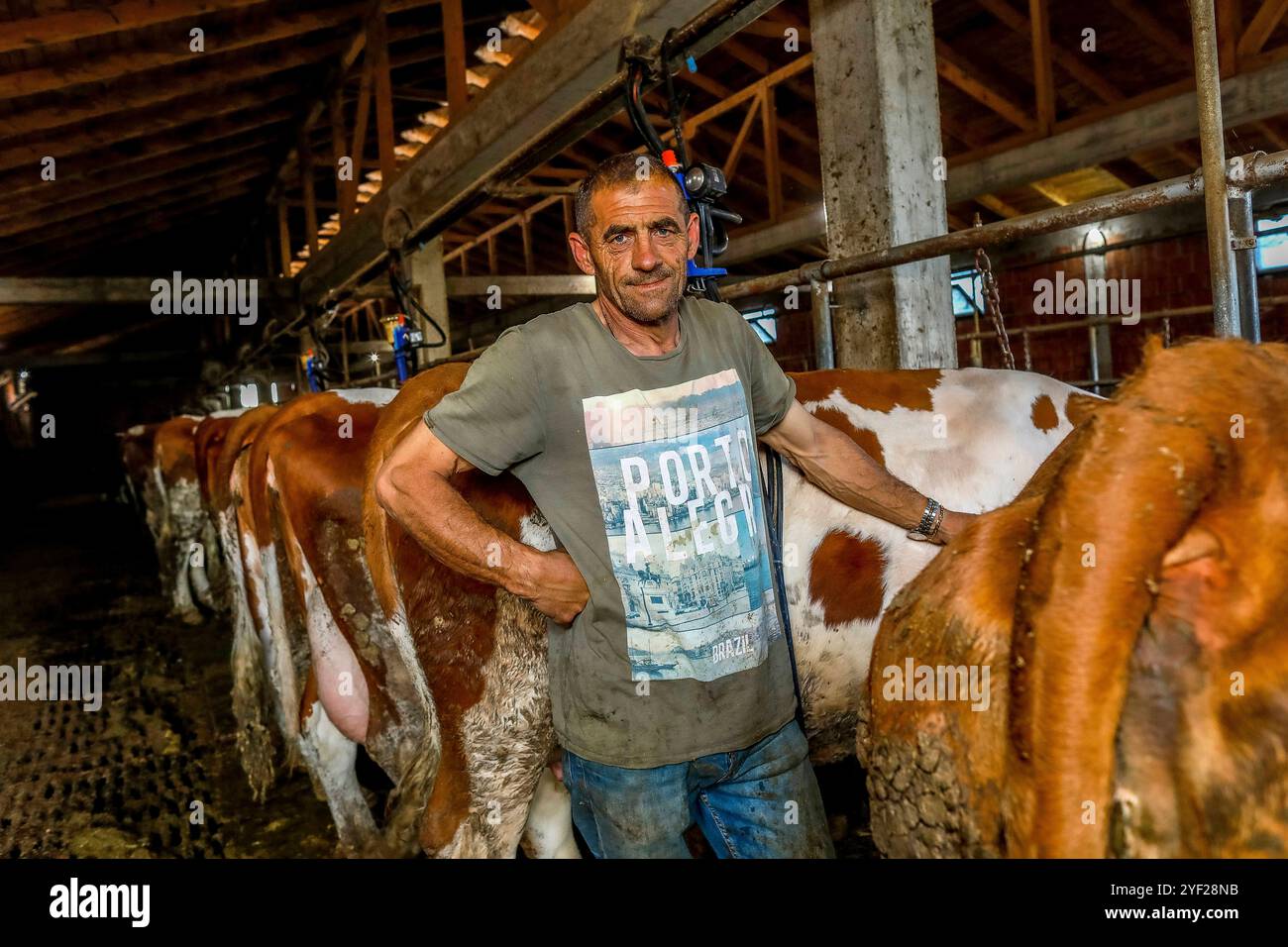 Farm worker milking cows in a stable near Istog, Kosovo Farm worker ...