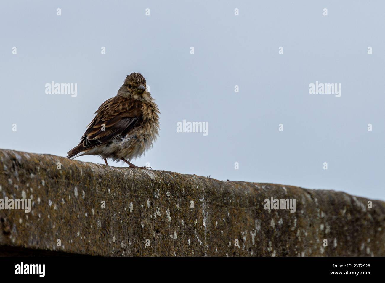 Female Linnet with subtle brown and grey plumage. Feeds on seeds and ...