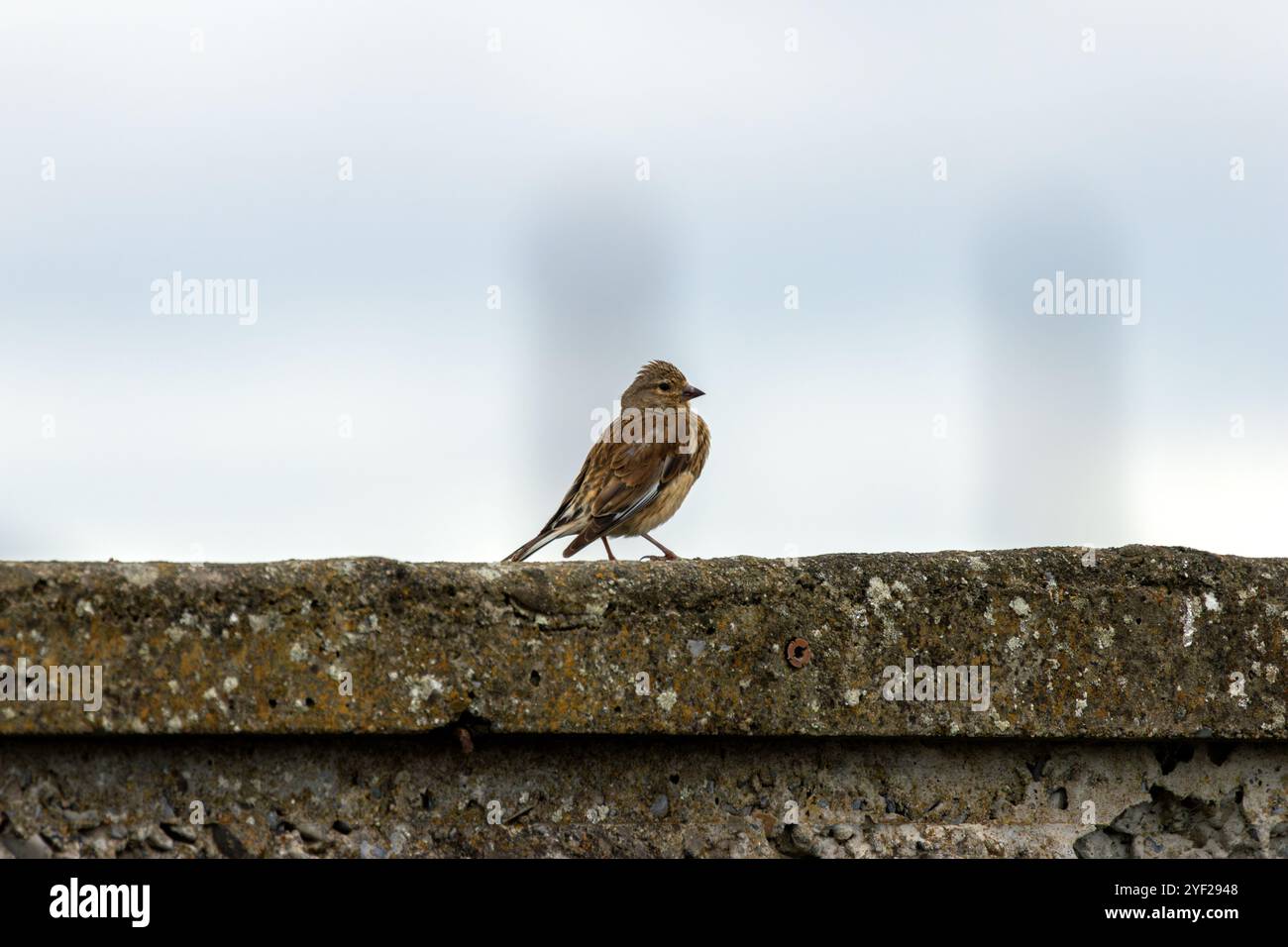 Female Linnet with subtle brown and grey plumage. Feeds on seeds and ...