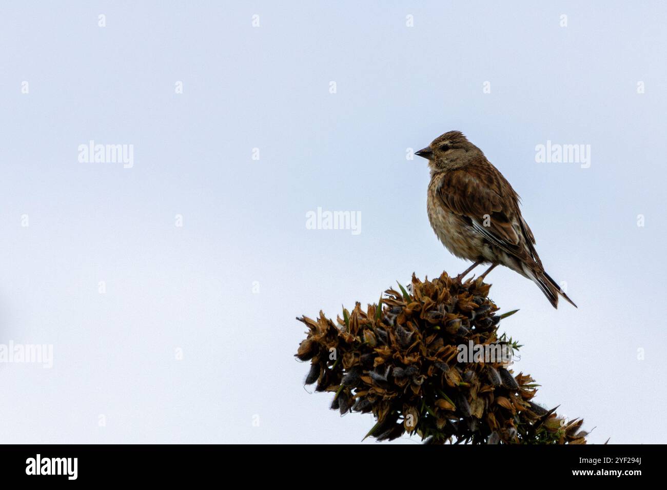 Female Linnet with subtle brown and grey plumage. Feeds on seeds and ...