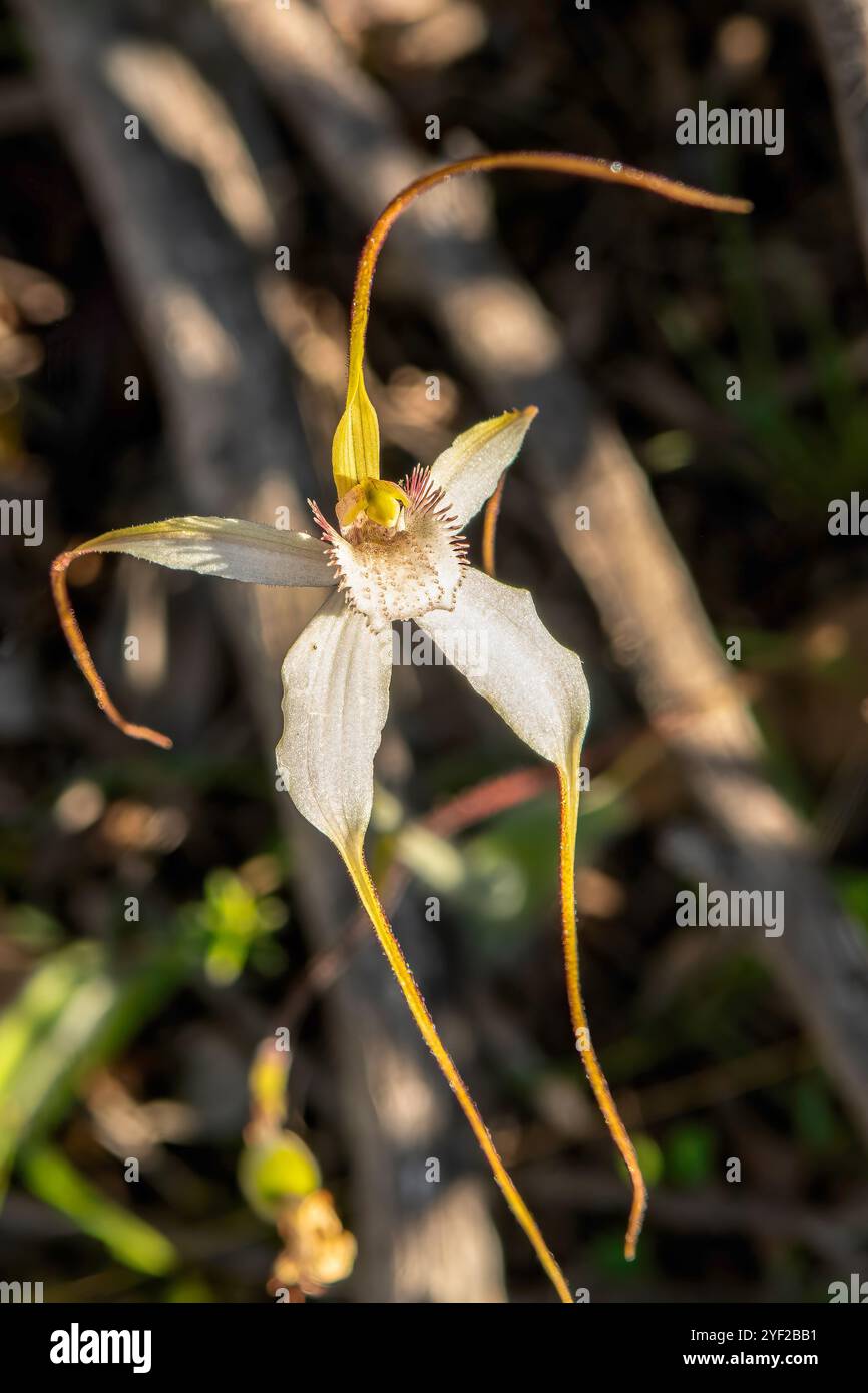Caladenia longicauda subsp. crassa, Esperance White Spider Orchid Stock ...