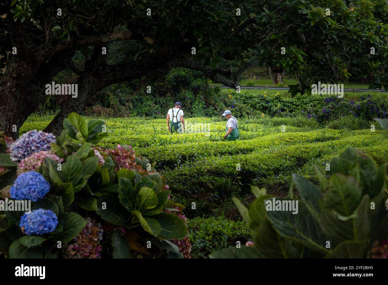 Gorreana is a tea company headquartered in São Miguel Island, Azores ...