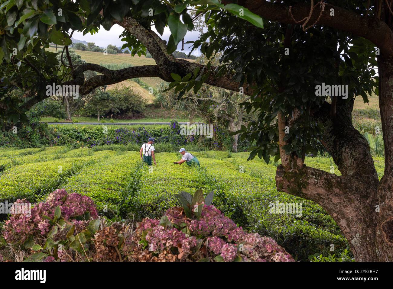Gorreana is a tea company headquartered in São Miguel Island, Azores ...