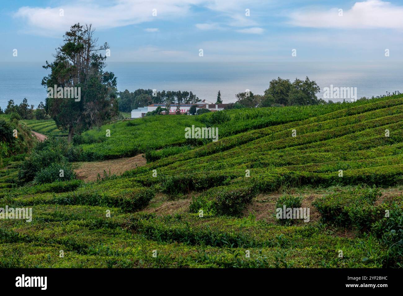 Gorreana is a tea company headquartered in São Miguel Island, Azores ...