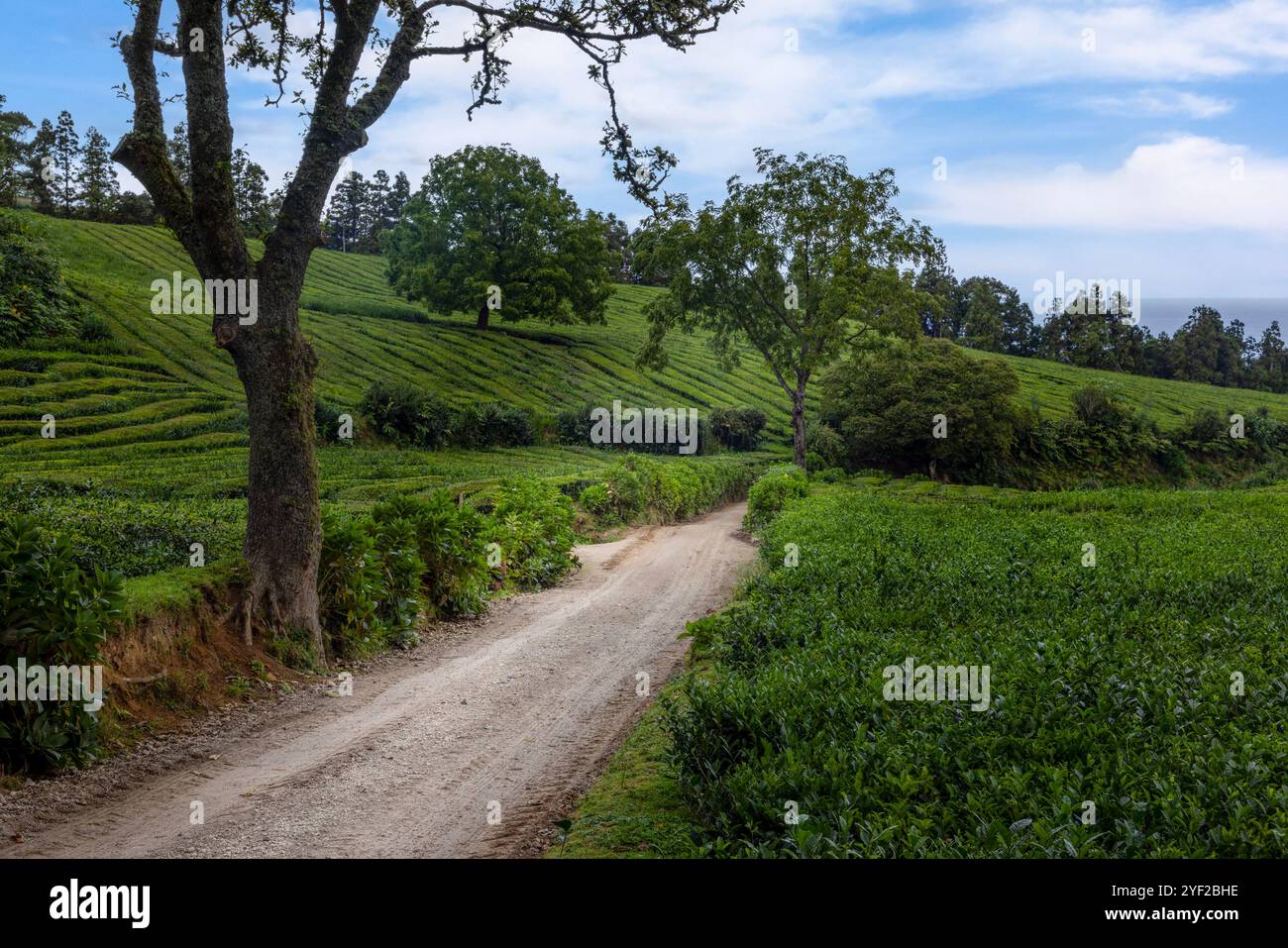 Gorreana is a tea company headquartered in São Miguel Island, Azores ...
