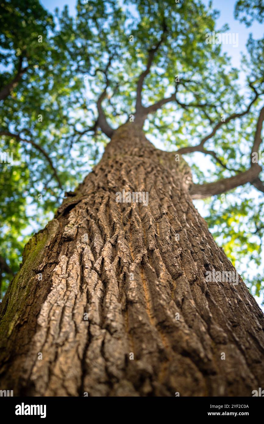 Huge oak trunk with spread crown from below. Powerful bark in forest or ...