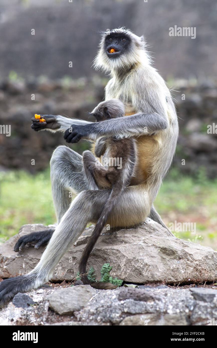 Female monkey with baby eating sweet in Daulatabad, Maharashtra, India ...