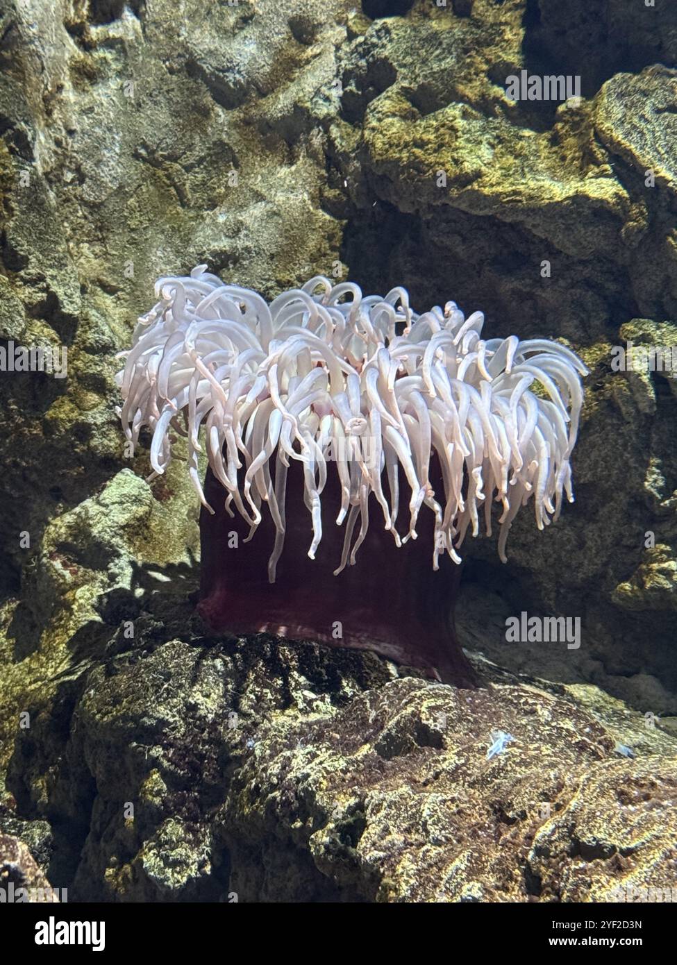 Elongated marine organism hi-res stock photography and images - Alamy