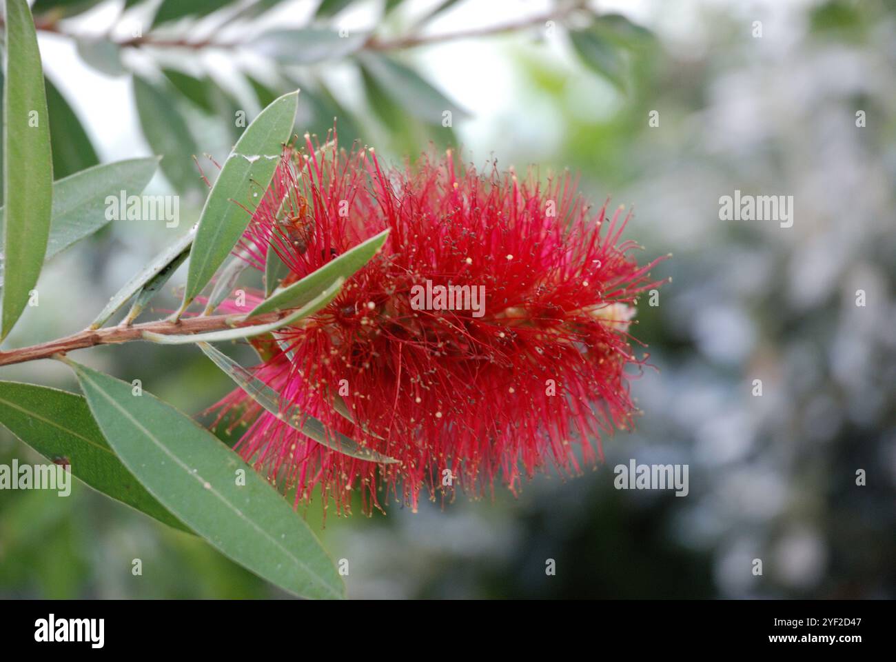 Close-up of vibrant red Callistemon speciosus flower, also known as ...