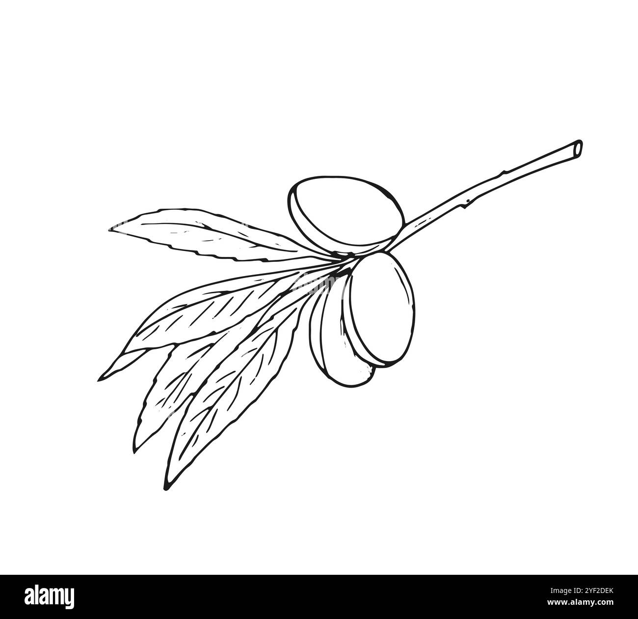 Hand-drawn almond branch. Almond nuts and leaves. Isolated botanical ...
