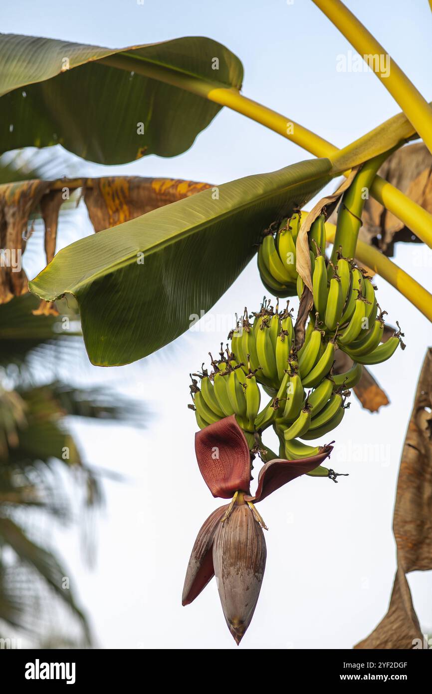 Banana tree at Goverdan ecovillage, Maharashtra, India. Banana tree at ...