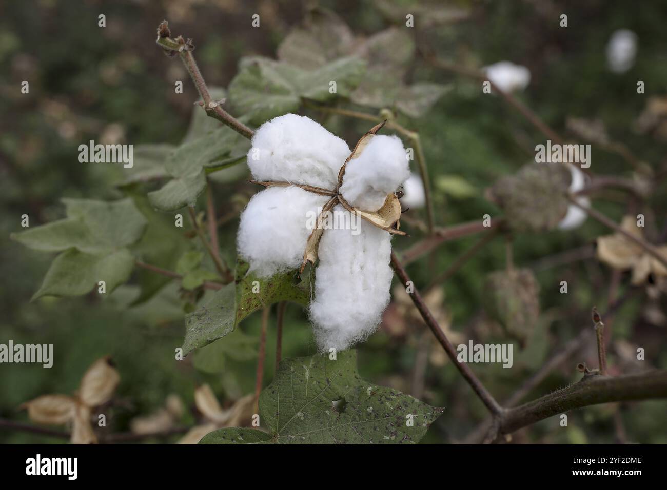 India cotton plantation hi-res stock photography and images - Alamy