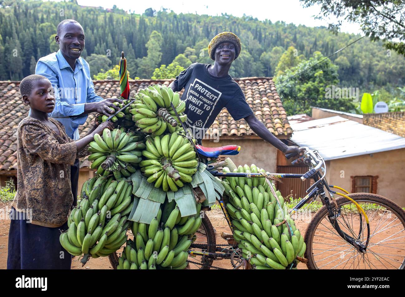 Villagers going to market to sell bananas, Southern province, Rwanda ...