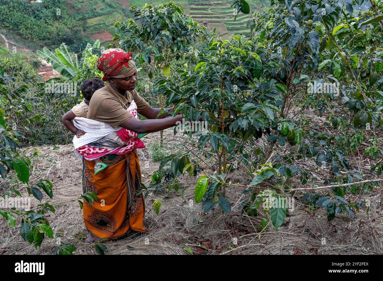 Member of Abakundakawa coffee grower s cooperative tending trees in her ...