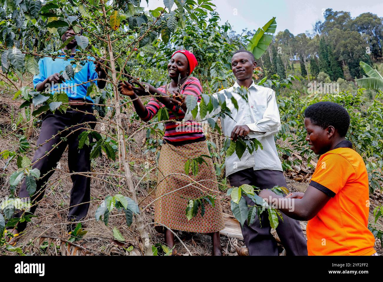 Abakundakawa coffee grower s cooperative. Plantation where young people ...