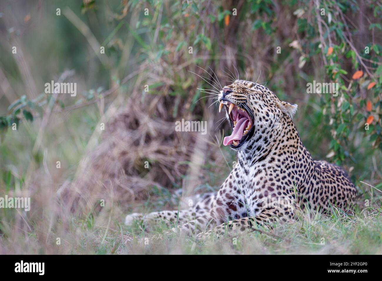 Masai mara leopard lying hi-res stock photography and images - Alamy
