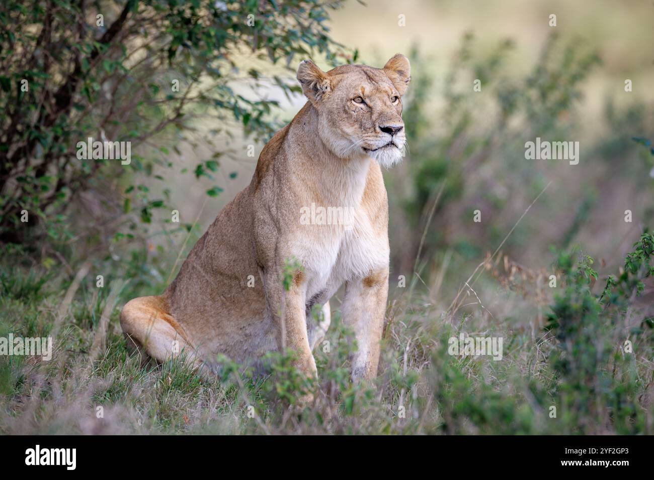 horizontal Portrait of a stunning lioness, soft background, seated and ...