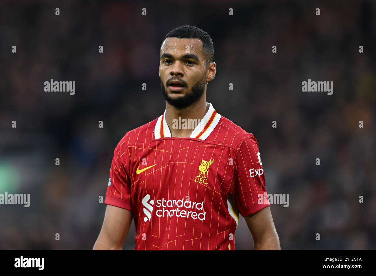 Cody gakpo november 2024 liverpool hi-res stock photography and images ...