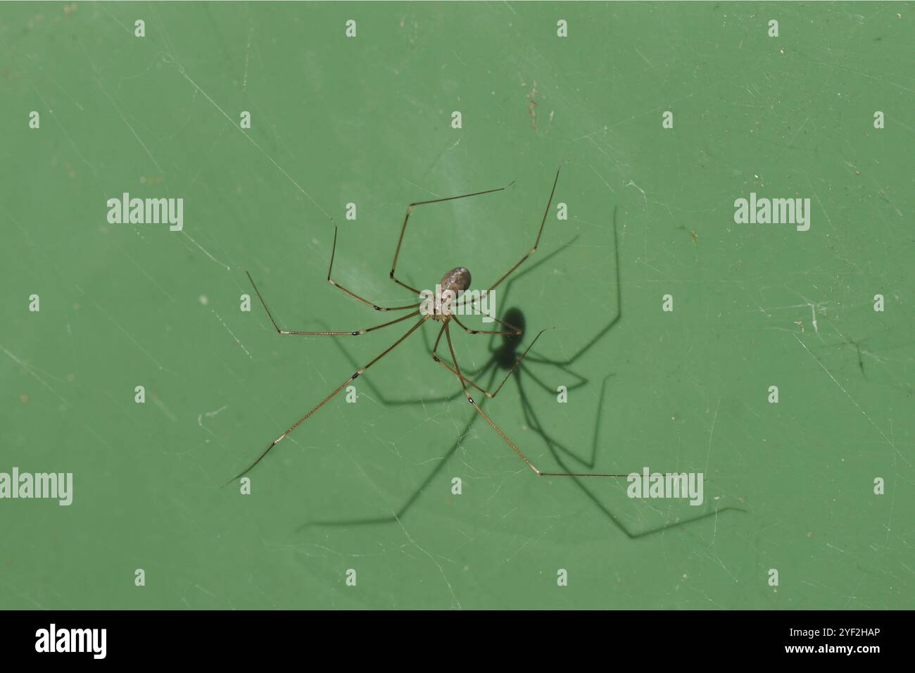 Female Daddy-long-legs spider, cellar spider (Pholcus phalangioides ...