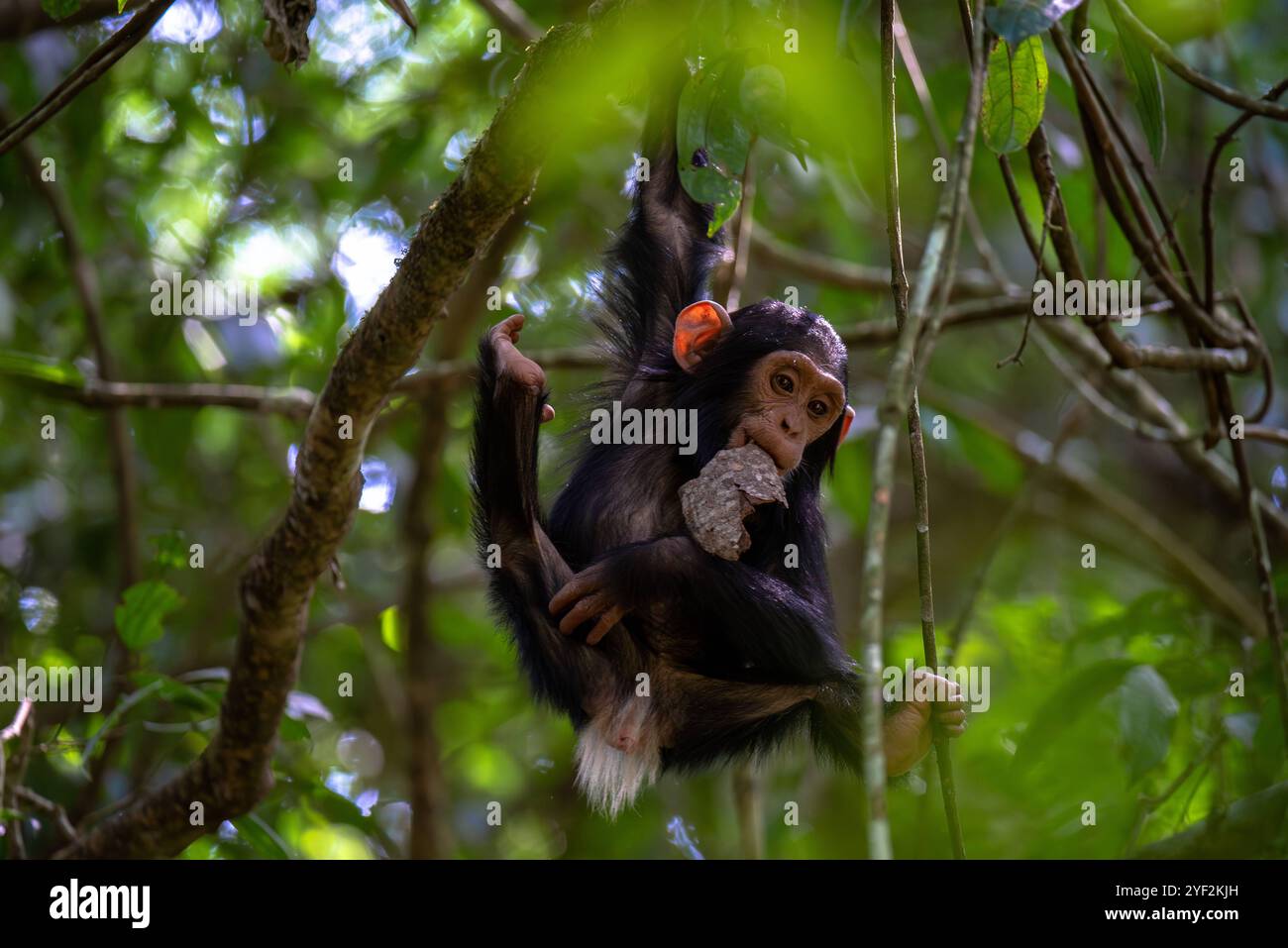 Bugondo forest young chimpanzee hanging in the branches playing ...