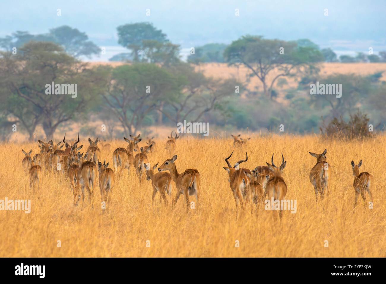 Grant gazelle herd at Murchison Falls National park, Uganda. Grant ...