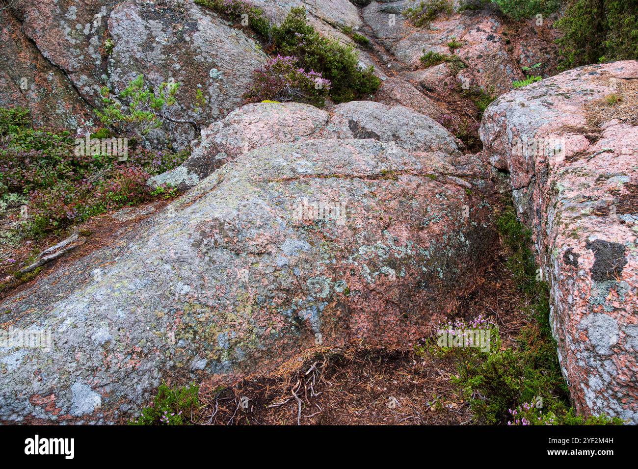 Granite rocks and vegetation on the Blue Maiden, an island and national ...