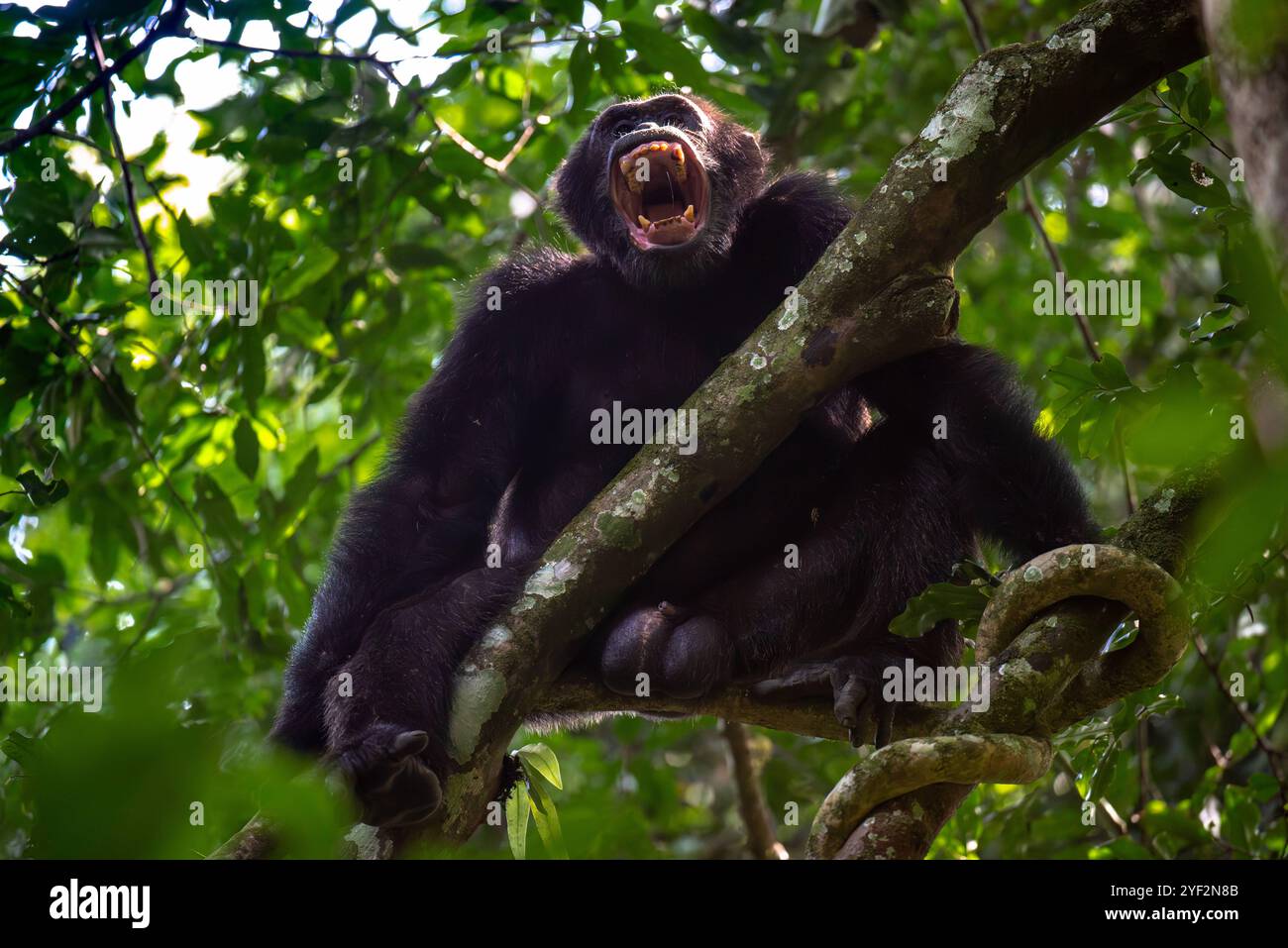 Bugondo forest chimpanzee standing and a branch and screaming. Bugondo ...