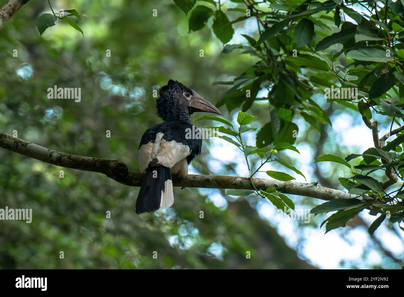Black and white casqued hornbill at Royal Mile, Budongo forest, Uganda ...