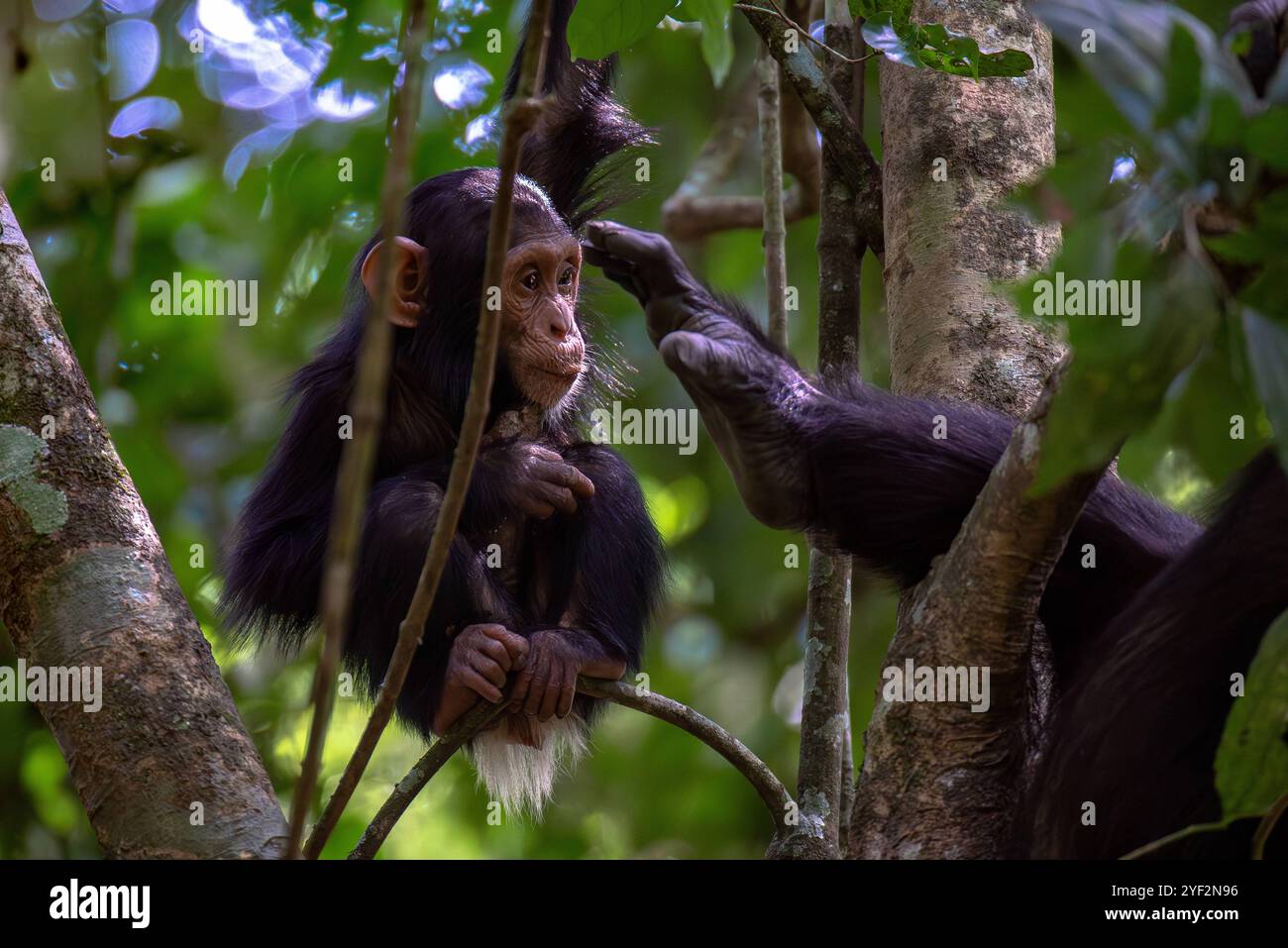 Young chimpanzee and its mother in Bugondo forest. Young chimpanzee and ...