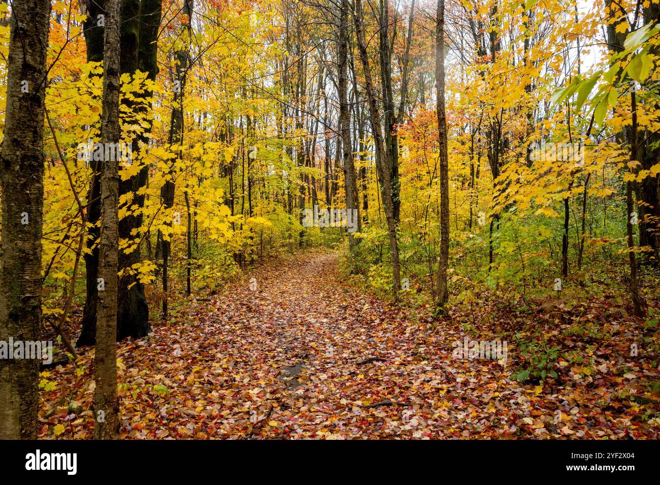 A pathway in a forest covered with yellow and green leaves during the ...