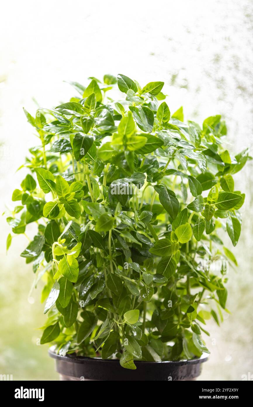 Herbal harvest basil garden hi-res stock photography and images - Alamy