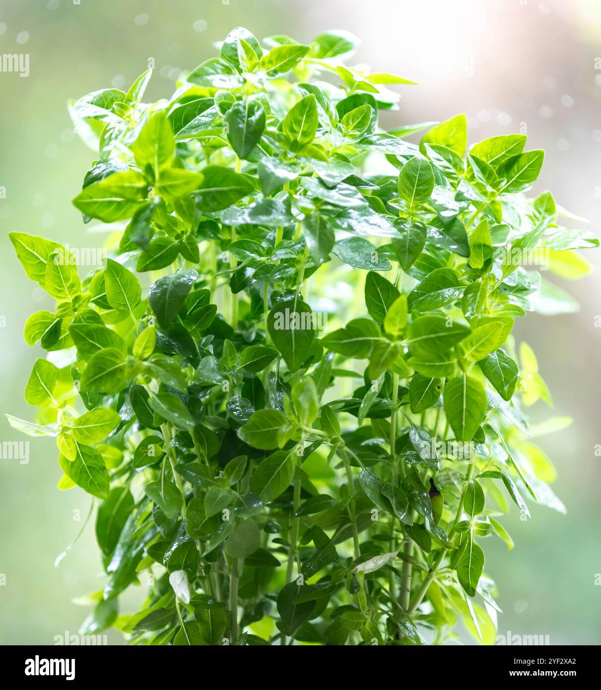 Fresh basil plant in pot Stock Photo - Alamy