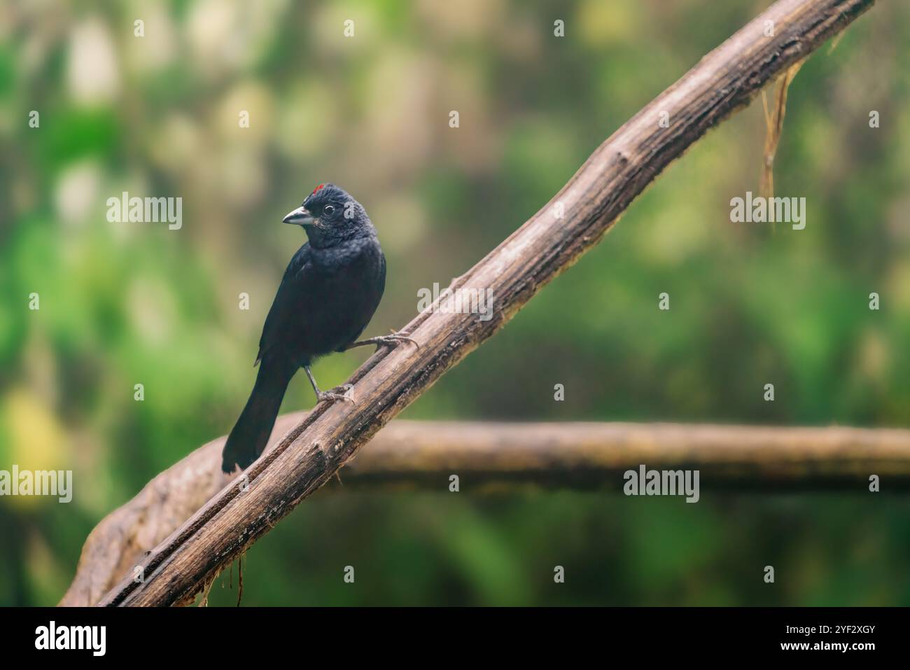 Male Ruby-crowned Tanager bird (Tachyphonus coronatus Stock Photo - Alamy