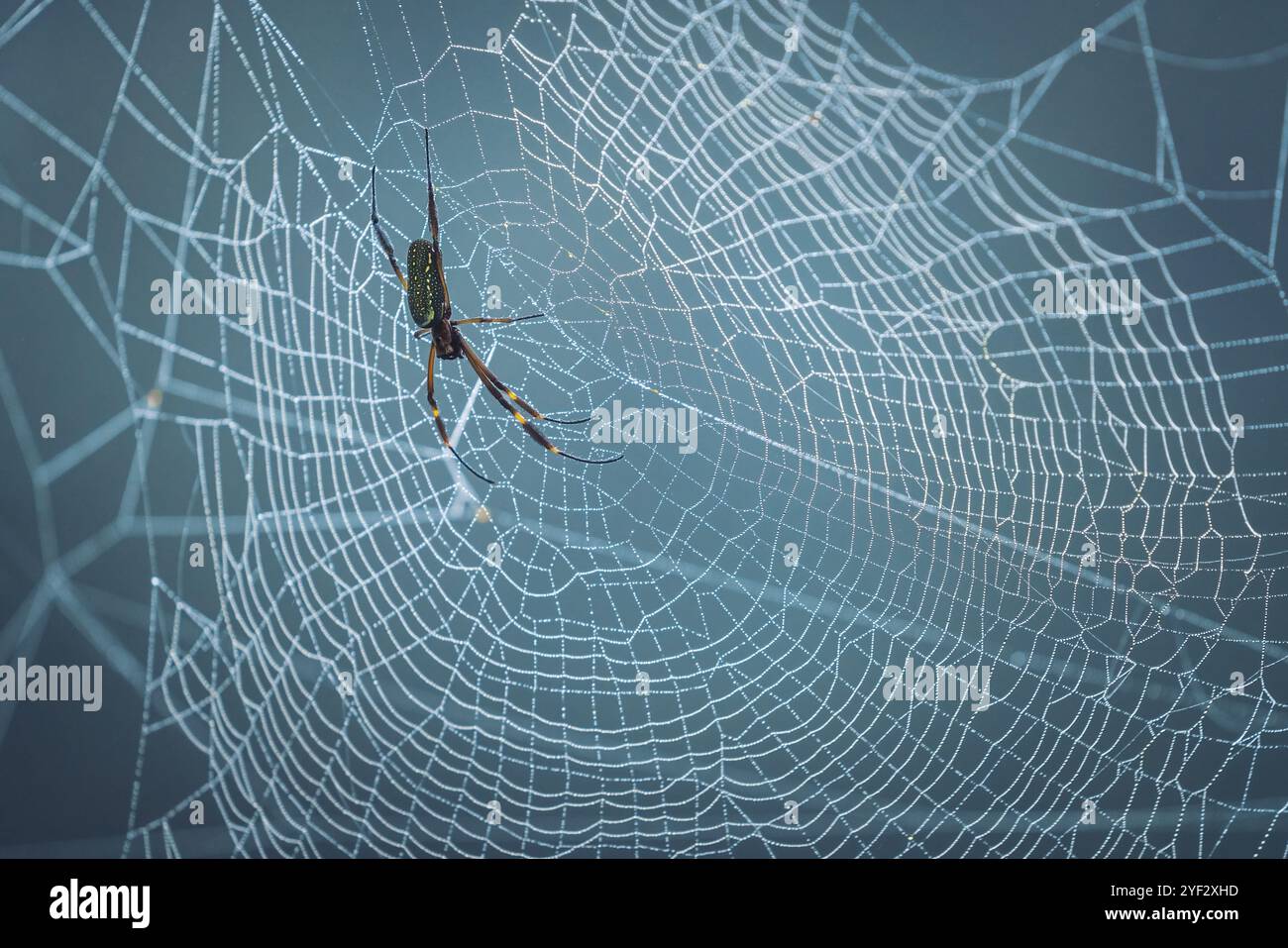 Female Golden silk orb-weaver spider (Trichonephila clavipes Stock ...