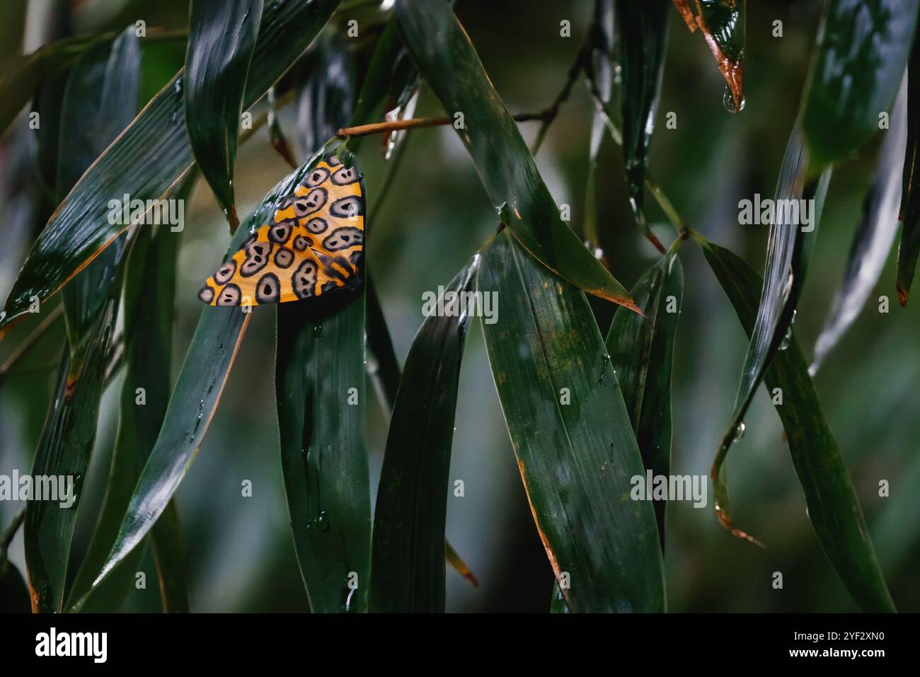 Colorful Leopard Moth (Pantherodes pardalaria Stock Photo - Alamy