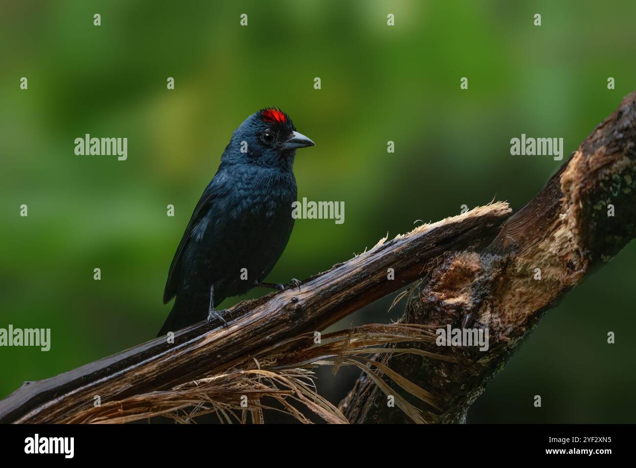 Male Ruby-crowned Tanager bird (Tachyphonus coronatus Stock Photo - Alamy