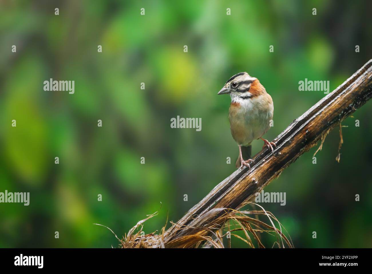 Sparrow bird zonotrichia hi-res stock photography and images - Alamy