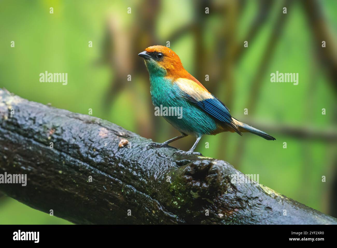 Chestnut backed tanager hi-res stock photography and images - Alamy