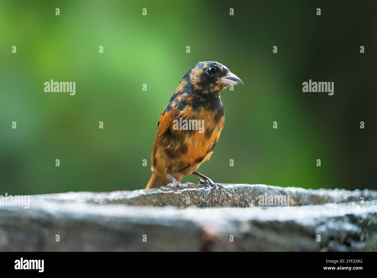 Young Ruby-crowned Tanager bird (Tachyphonus coronatus Stock Photo - Alamy