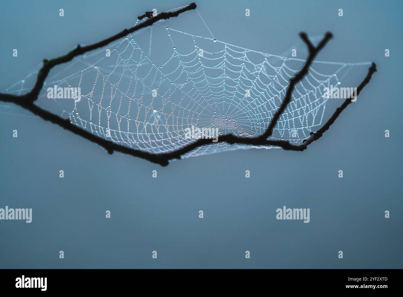 Spider Web covered in water droplets Stock Photo - Alamy