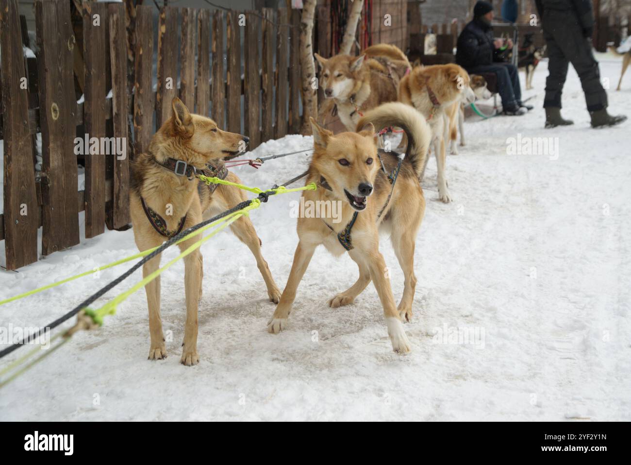 A dog sled at Baikal Dog Sledding Centre. The dog breeds used are the ...