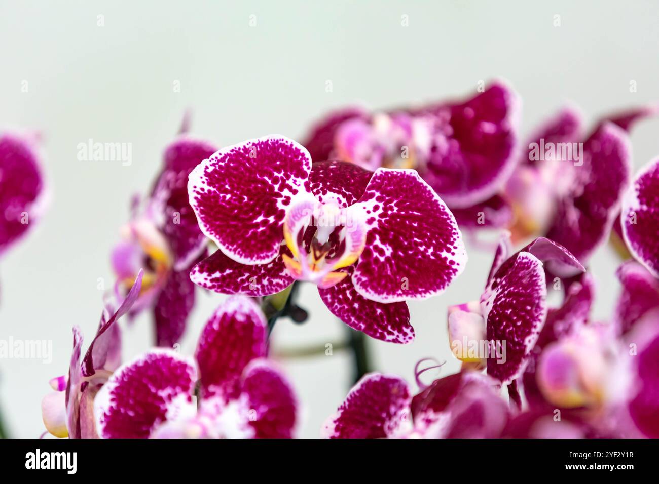 Beautiful Brazilian tropical orchid flowers Stock Photo - Alamy