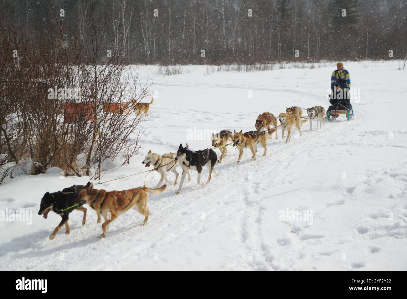A dog sled at Baikal Dog Sledding Centre. The dog breeds used are the ...