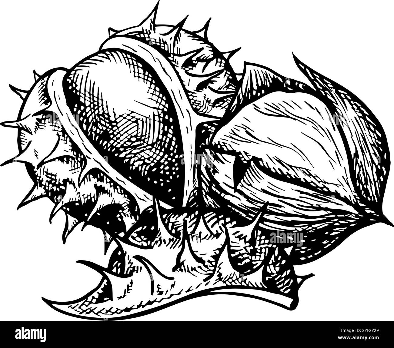 Chestnut. Vector graphics depicting chestnut fruits in the peel and ...