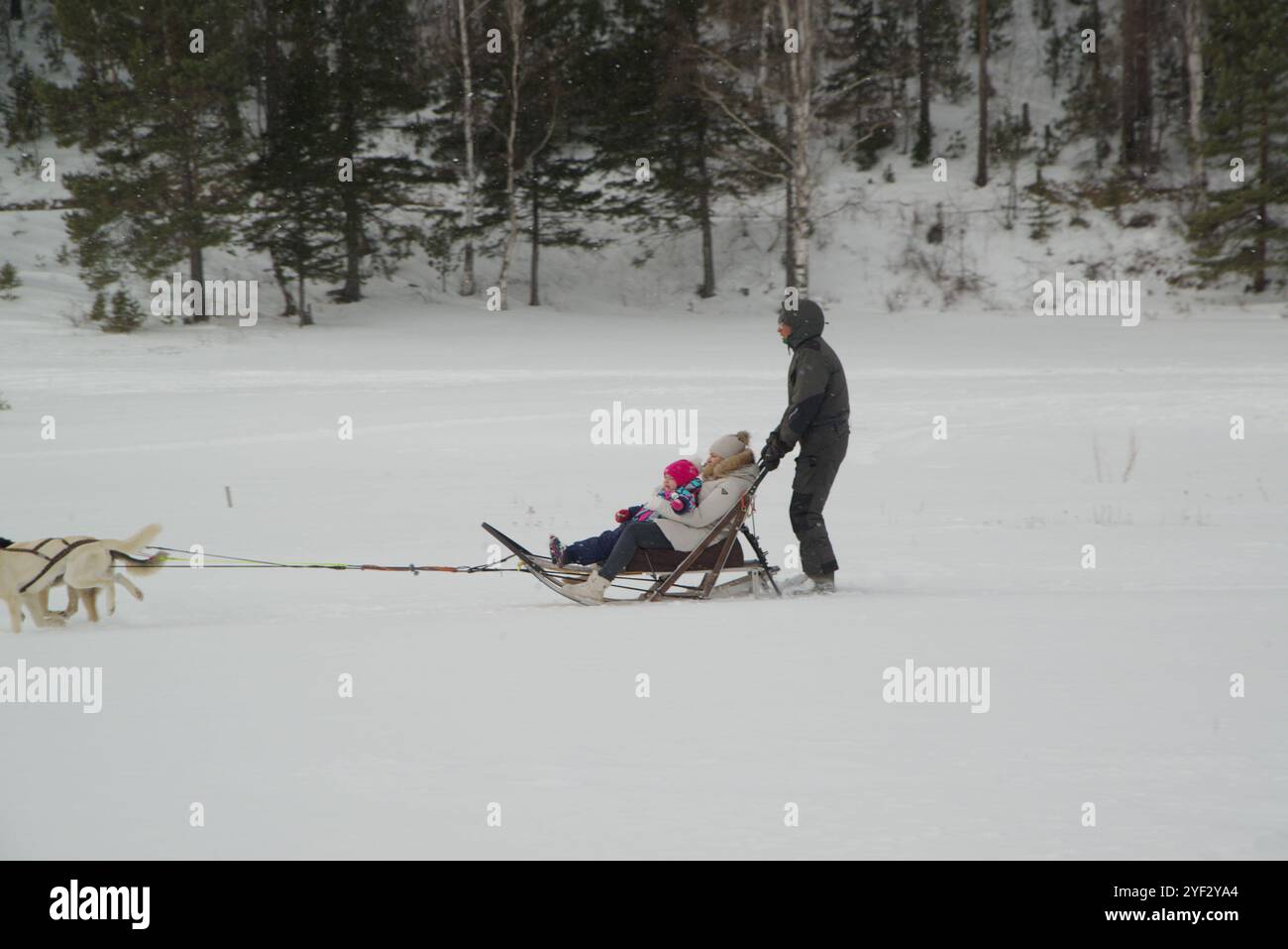 A dog sled at Baikal Dog Sledding Centre. The dog breeds used are the ...