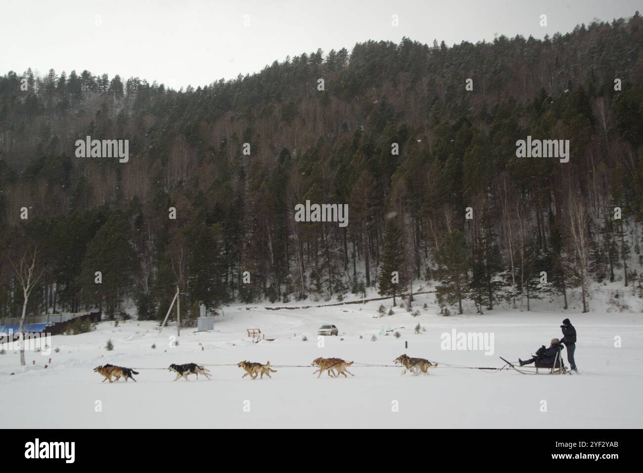 A dog sled at Baikal Dog Sledding Centre. The dog breeds used are the ...